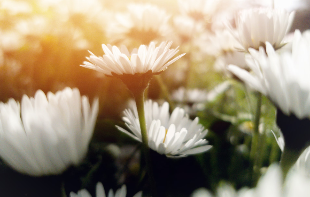 Daisy, a privacy-preserving platform for information transparency in journalism. - Pollen labs