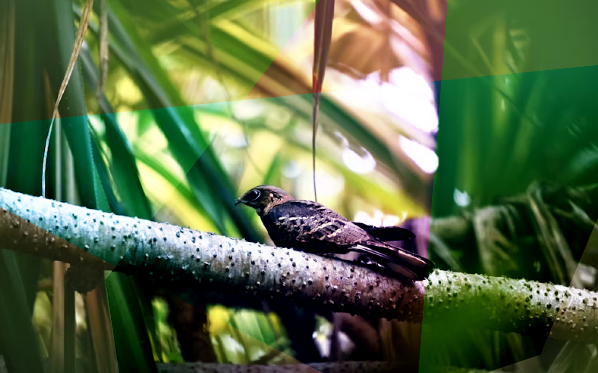 Nightjar, empowering workers rights with anonymity. - Pollen labs